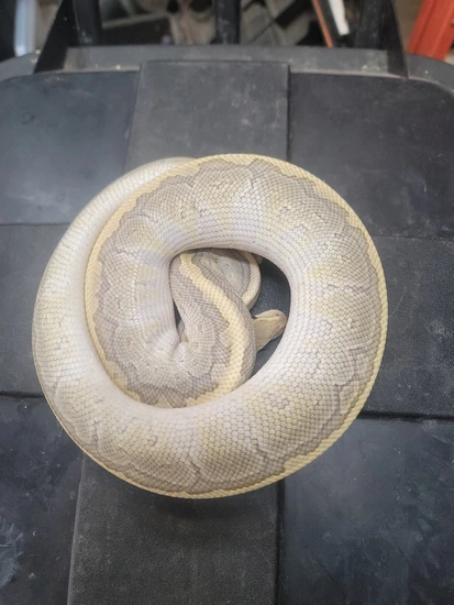 Proven Breeder Female KingPin Hypo Ball Python by Jdi Pythons Llc