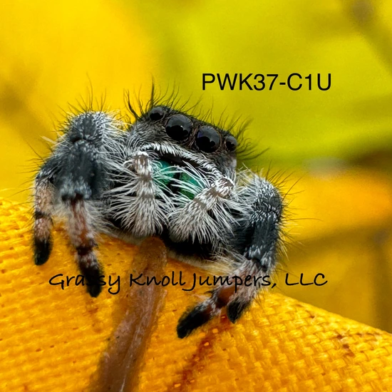 P. Regius (Regal Jumping Spider) PWK37-C1U by Grassy Knoll Jumpers, LLC