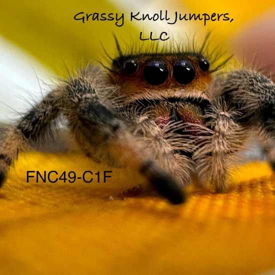 Orange Female P. Regius (Regal Jumping Spider) FNC49-C1F by Grassy ...