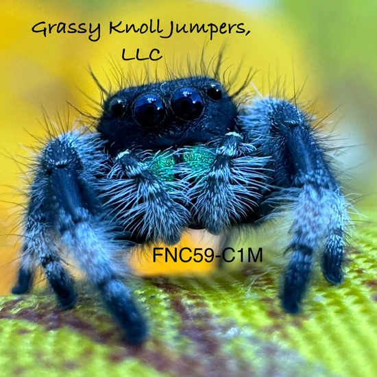 Male P. Regius (Regal Jumping Spider) FNC59-C1M by Grassy Knoll Jumpers ...