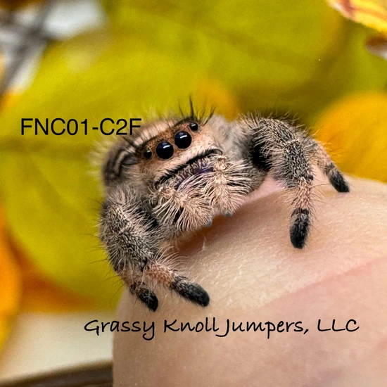 Peach Female P. Regius (Regal Jumping Spider) FNC01-C2F by Grassy Knoll ...