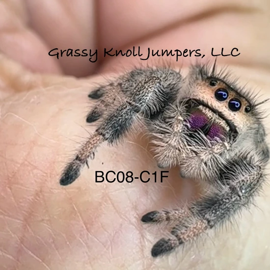 Peach Female P. Regius (Regal Jumping Spider) BC08-C1F by Grassy Knoll ...