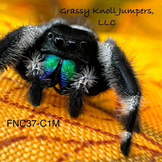 Male P. Regius (Regal Jumping Spider) FNC37-C1M by Grassy Knoll Jumpers ...