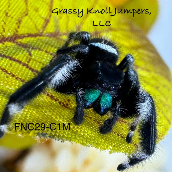 ADULT Male P. Regius (Regal Jumping Spider) FNC29-C1M by Grassy Knoll ...