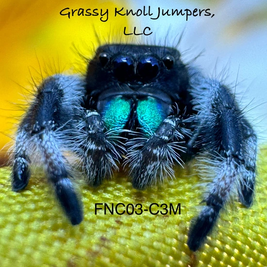 Juvenile Male P. Regius (Regal Jumping Spider) FNC03-C3M by Grassy ...
