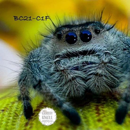 Peach Female P. Regius (Regal Jumping Spider) BC21-C1F by Grassy Knoll ...