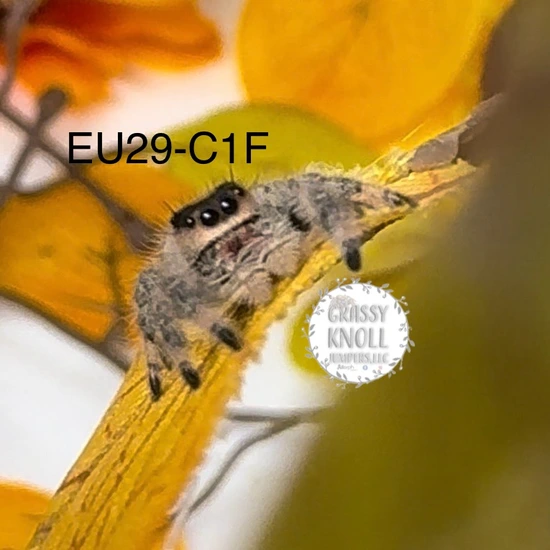 ADULT Female P. Regius Jumping Spider EU29-C1F by Grassy Knoll Jumpers, LLC