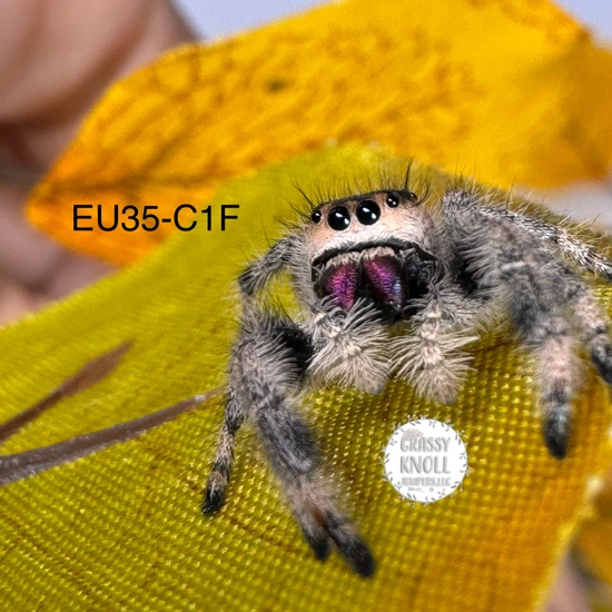 Juvenile Female P. Regius Jumping Spider EU38-C1F by Grassy Knoll ...
