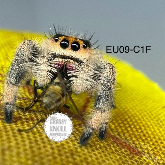 Juvenile Female P. Regius Jumping Spider EU09-C1F by Grassy Knoll ...