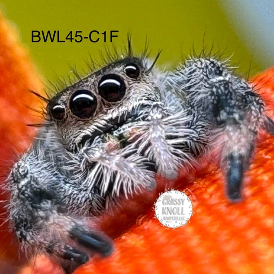 Female P. Regius BWL45-C1F Jumping Spider by Grassy Knoll Jumpers, LLC