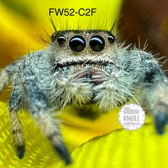 Baby Female P. Regius FW52-C2F Jumping Spider by Grassy Knoll Jumpers, LLC