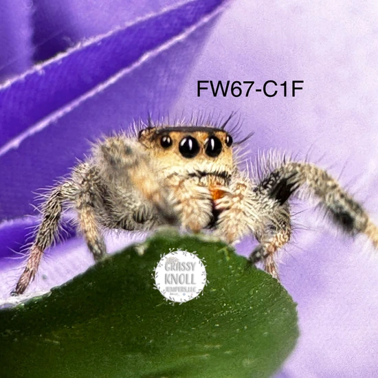 Female P. Regius FW67-C1F Jumping Spider by Grassy Knoll Jumpers, LLC