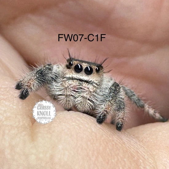 Female P. Regius FW07-C1F Jumping Spider by Grassy Knoll Jumpers, LLC