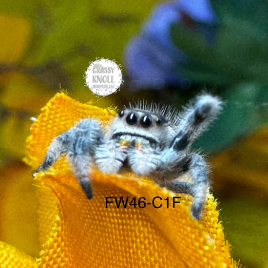 Female P. Regius FW46-C1F Jumping Spider by Grassy Knoll Jumpers, LLC
