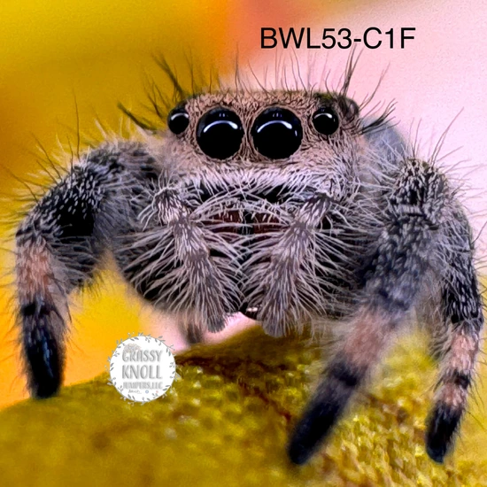 Female P. Regius BWL53-C1F Jumping Spider by Grassy Knoll Jumpers, LLC