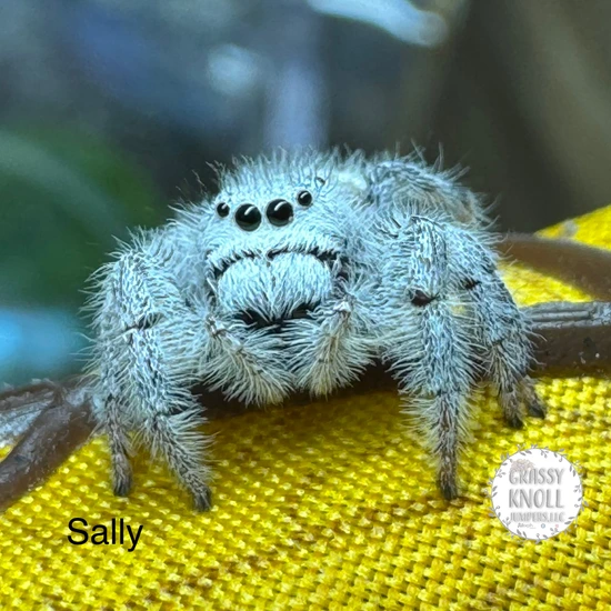 Sally Jumping Spider by Grassy Knoll Jumpers, LLC