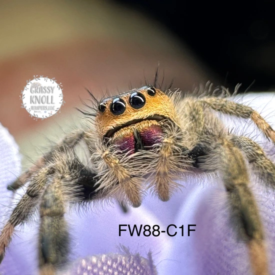 Female P. Regius, FW88-C1F Jumping Spider by Grassy Knoll Jumpers, LLC