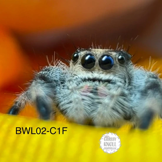 Female P. Regius, BWL02-C1F Jumping Spider by Grassy Knoll Jumpers, LLC