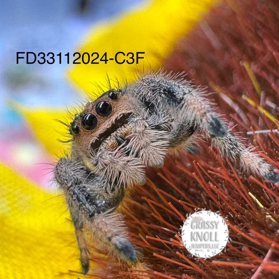 Peach Female P. Regius FD33112024-C3F Jumping Spider by Grassy Knoll ...