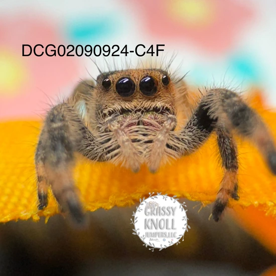 Female P. Regius, DCG02090924-C4F Jumping Spider by Grassy Knoll ...