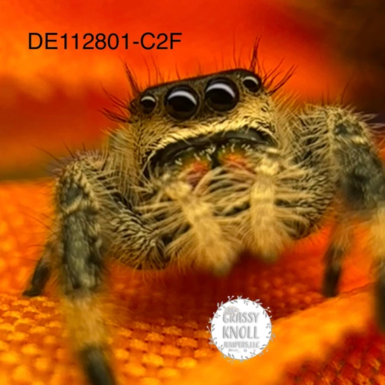 Peach Female P. Regius DE112801-C2F Jumping Spider by Grassy Knoll ...