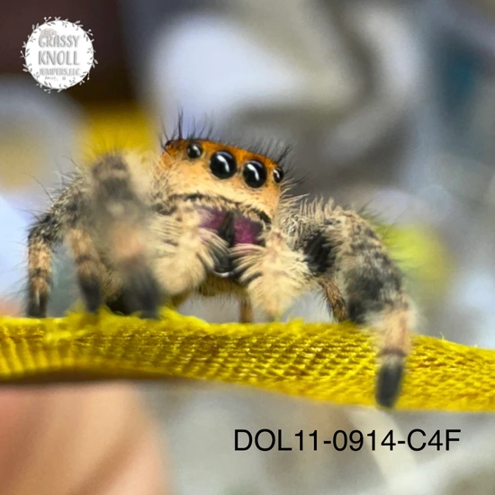 Gloria Jumping Spider by Grassy Knoll Jumpers, LLC