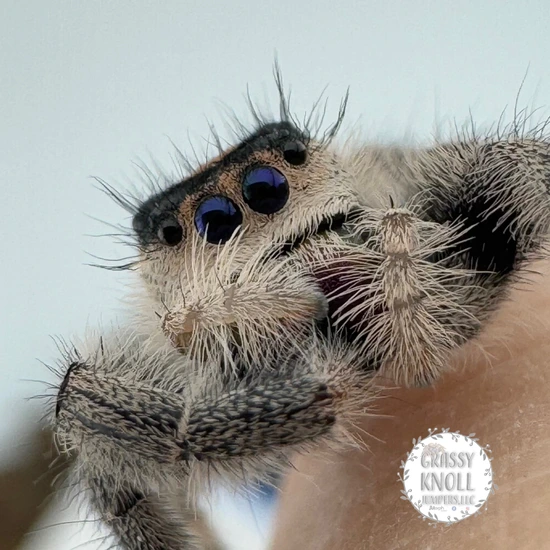 Female P. Regius DE2-112841F Jumping Spider by Grassy Knoll Jumpers, LLC