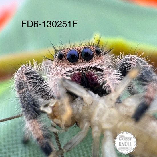 Peach P. Regius Female FD6-130251F Jumping Spider by Grassy Knoll ...