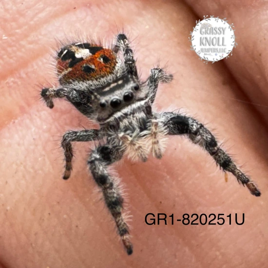 Female P. Adumbratus, Unsexed GR1-820251U Jumping Spider by Grassy ...