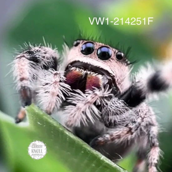 Female Peach P. Regius VW1-214251F Jumping Spider by Grassy Knoll ...