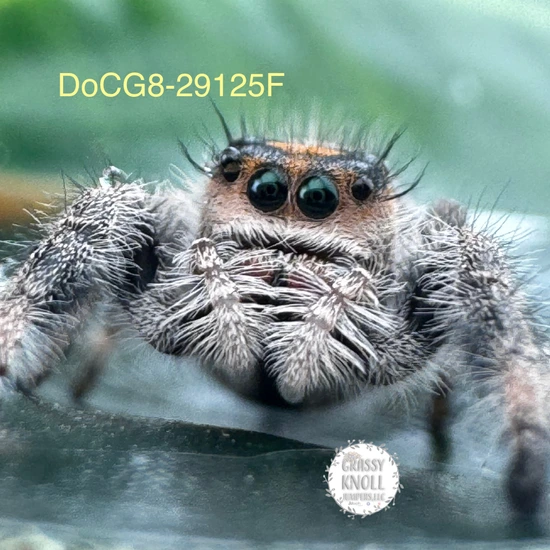 Peach Female P. Regius DoCG8-29125F Jumping Spider by Grassy Knoll ...