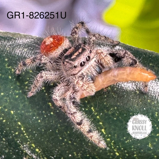 P. Adumbratus Juvenile GR1-826251U Jumping Spider by Grassy Knoll ...