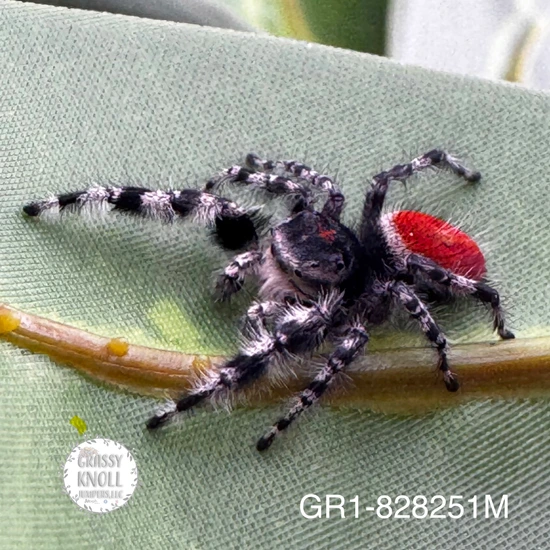 Male P. Adumbratus GR1-828251M Jumping Spider by Grassy Knoll Jumpers, LLC