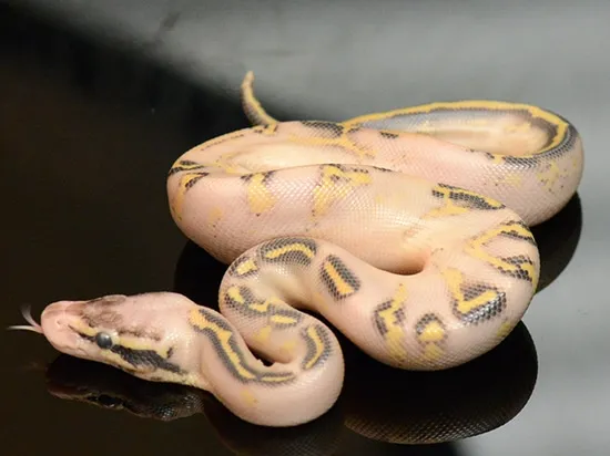 Super Pastel Freeway Ball Python by Jon's Jungle, LLC