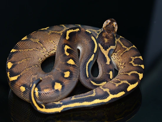 GHI Enchi Freeway Ball Python by Jon's Jungle, LLC