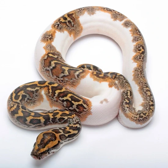 Pied Double Het Albino Granite Burmese Python by Jon's Jungle, LLC