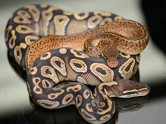 Male 25 Monsoon With Female 24 Mojave Het Monsoon Ball Python by Jon's ...