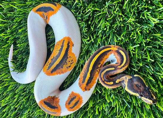 Pastel Yellow Belly Pied Ball Python by Jon's Jungle, LLC