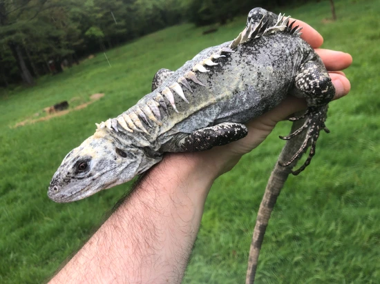 Utila Island Iguana Other Iguana by Doc’s Reptiles L.L.C