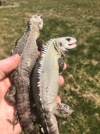Utila Island Iguana Pair Central American Iguana by Doc’s Reptiles L.L.C