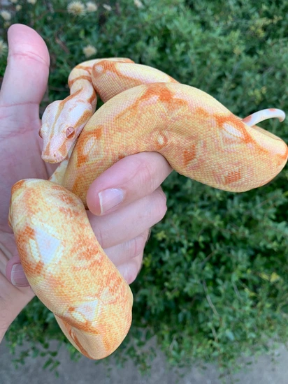 Raptor Pastel Albino Boa Constrictor by Maxx Boas