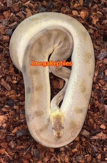 Champagne Pastel 1127 Grams PB Ball Python by JmegaReptiles
