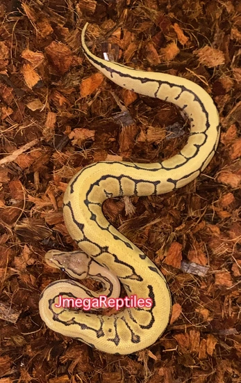 🔥NO RESERVE🔥 Pinstripe Yellow Belly Desert Ghost Ball Python by ...