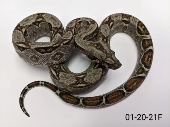 Pure Sonoran Hypo 100% Het Leopard Boa Constrictor by Justin Messick