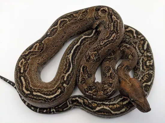 Pure Sonoran Leopard Boa Boa Constrictor by Justin Messick