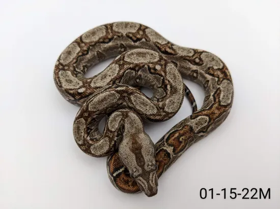 Pure Sonoran Hypo 66% Het Leopard Boa Constrictor by Justin Messick