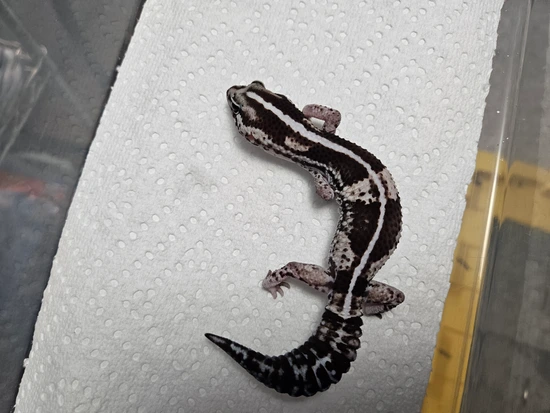 Oreo Stripe African Fat-Tailed Gecko by Jmf Reptiles