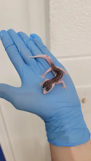 Hyper Xanthic Super Galaxy Pied Leopard Gecko by JMGreptile
