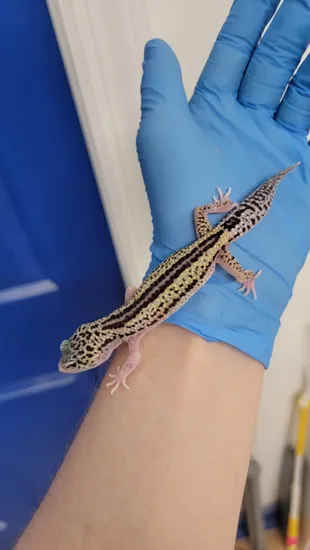 Reverse Stripe Hyper Xanthic Eclipse Snow Leopard Gecko by JMGreptile