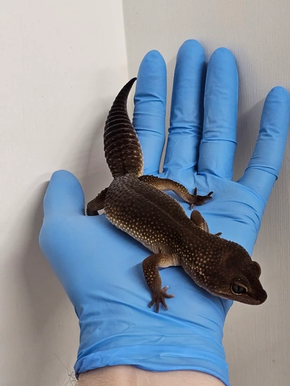 Black Night Murphy Patternless Leopard Gecko by JMGreptile